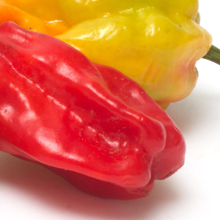 KISSAO, tastes of other lands, plus services